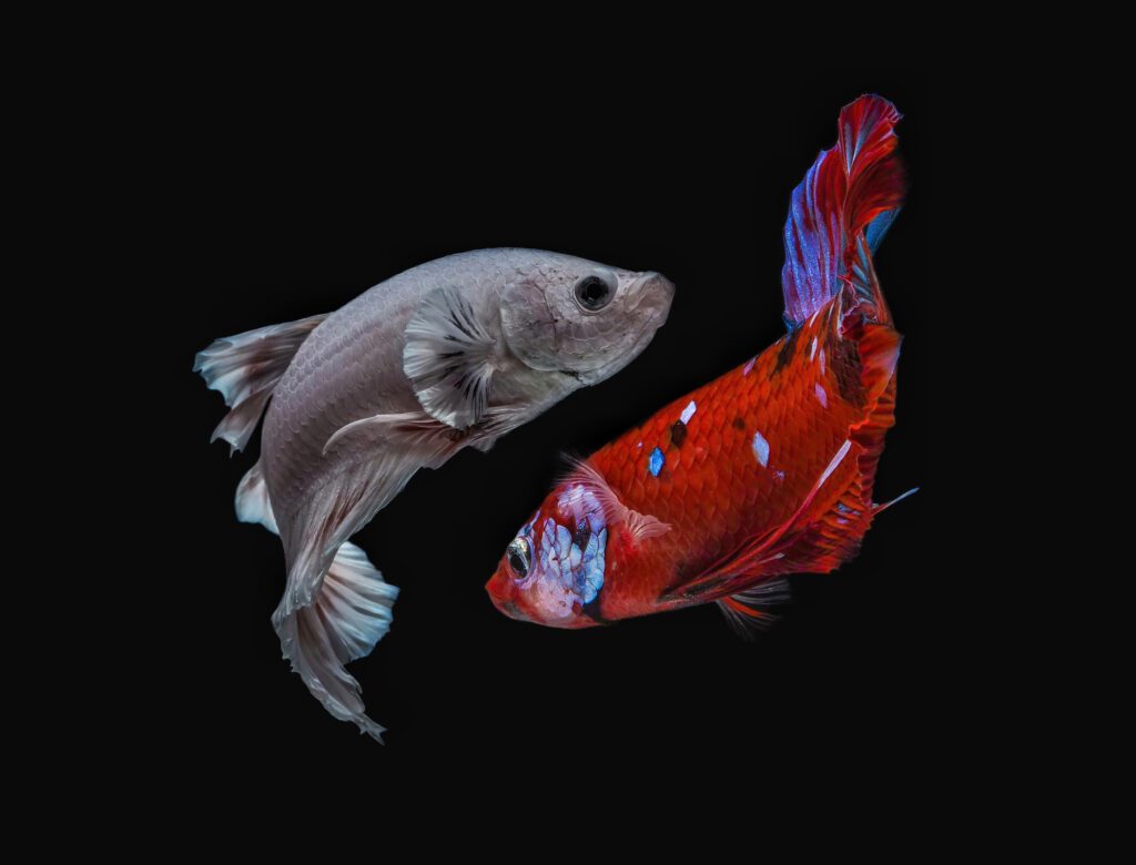 Pisces: The Ultimate Guide To Your Sign - ESOTERIC TEA